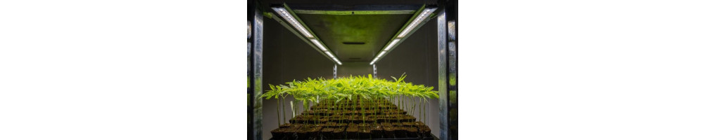 SANlight Flex II - LED Pflanzenbeleuchtung für Anfänger und Profis