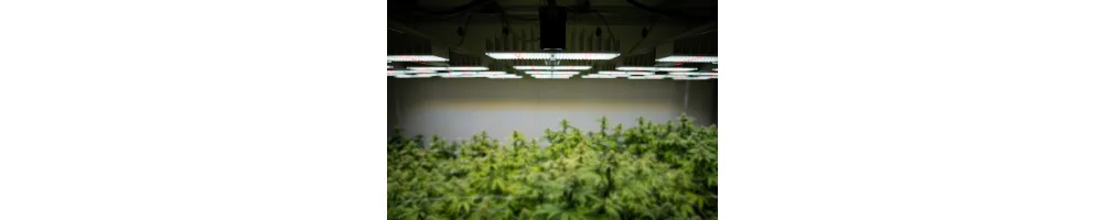 SANlight Evo LED: Effizient, dimmbar & für jede Growbox